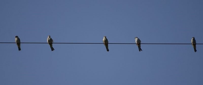 Flock of migratory Amur Falcon arrives at Arunachal’s Tirap district ...