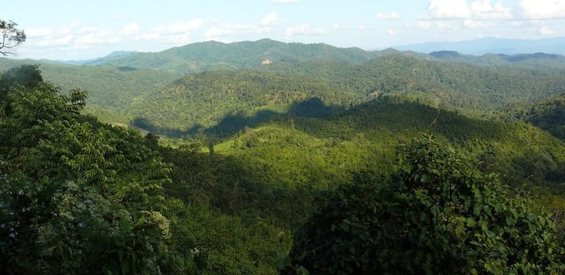 Manipur man converts barren land into 300 acre forest - Nagaland ...
