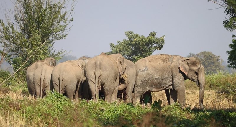 NFR to install AI based IDS to detect animal movements, avert ...