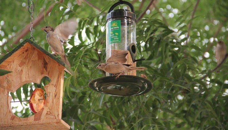 On eve of World Sparrow Day, conservationists in Delhi hope for ...