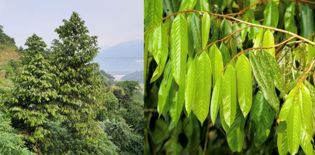 Researchers discover new tree species in Arunachal Pradesh - Nagaland ...