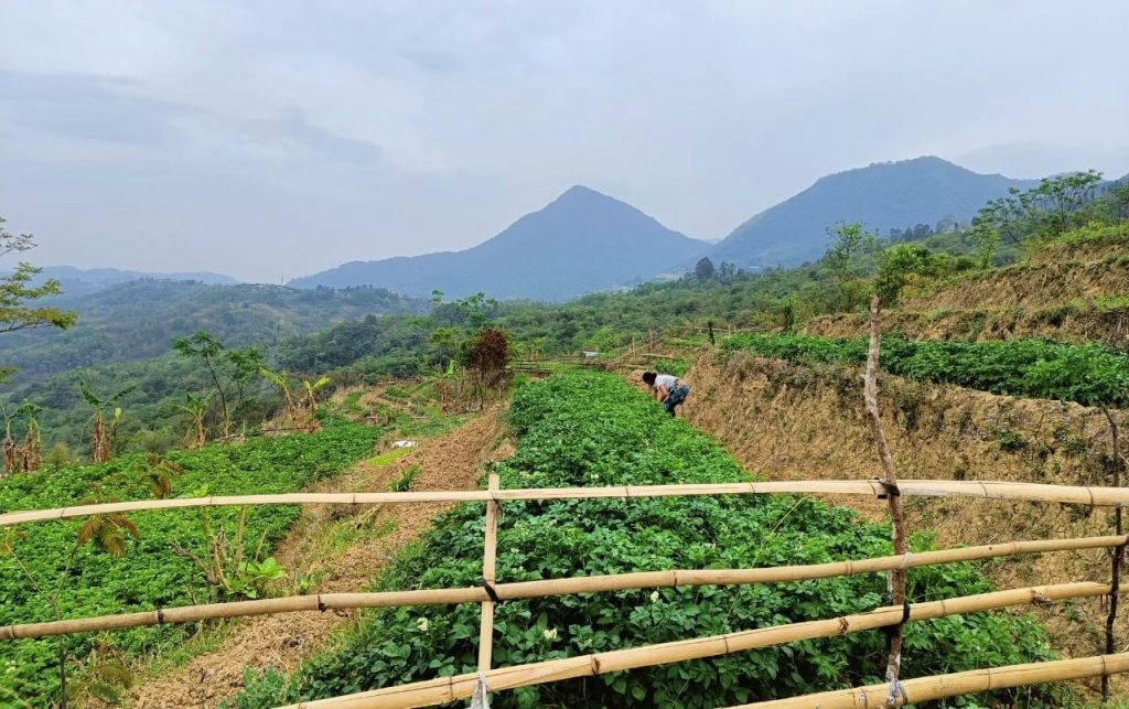 Potato farmers in Southern Angami region bring home fruit of their ...