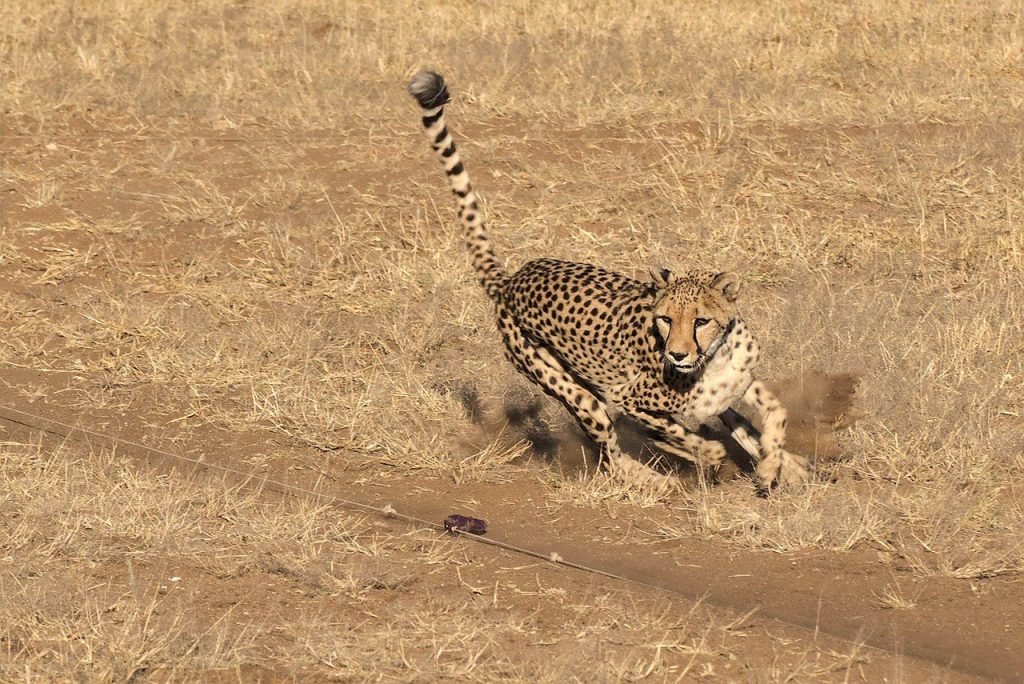 Cheetahs at Kuno National Park May Return to Enclosures for Examination ...