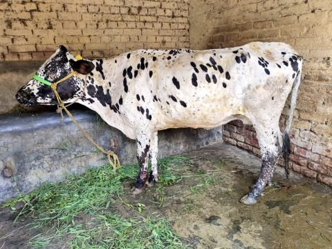 Nagaland declared Lumpy Skin Disease positive state as 900 cattle found ...