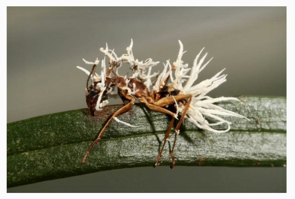 The Bizarre World of Zombie Mushrooms: Natural Fungal Puppeteers ...