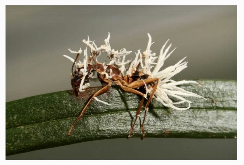 The Bizarre World of Zombie Mushrooms: Natural Fungal Puppeteers ...