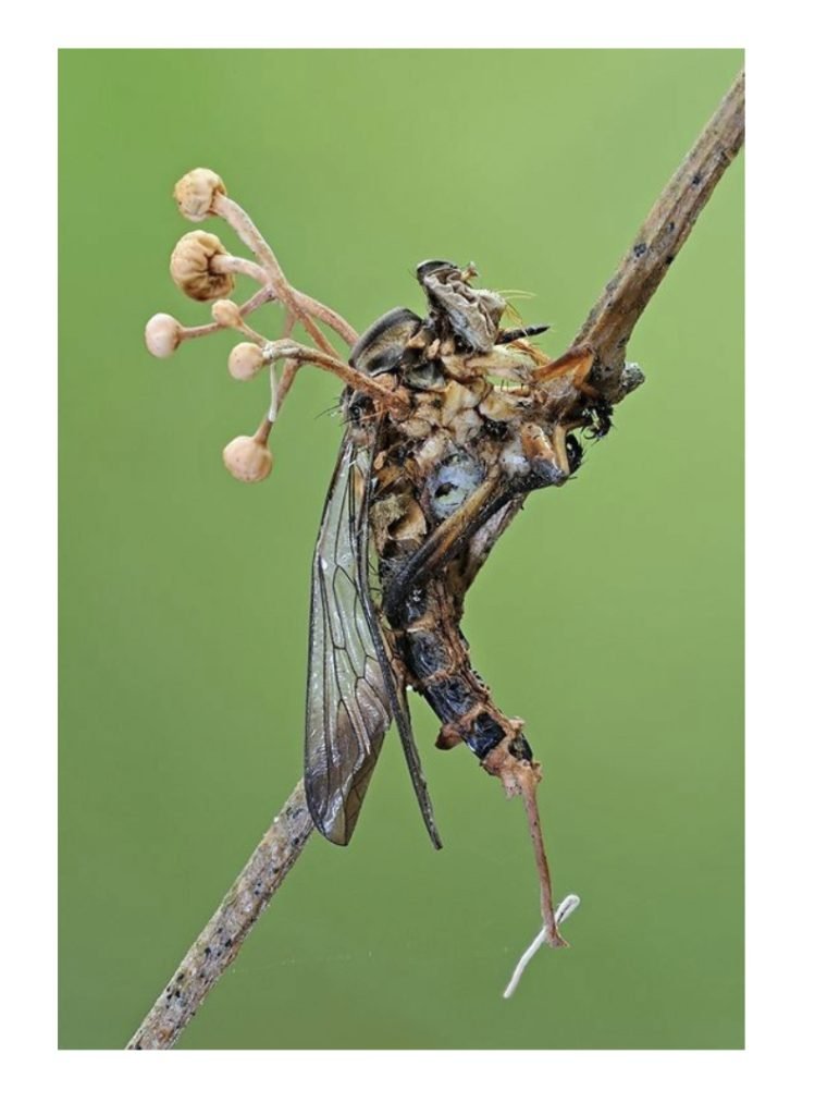 The Bizarre World of Zombie Mushrooms: Natural Fungal Puppeteers ...