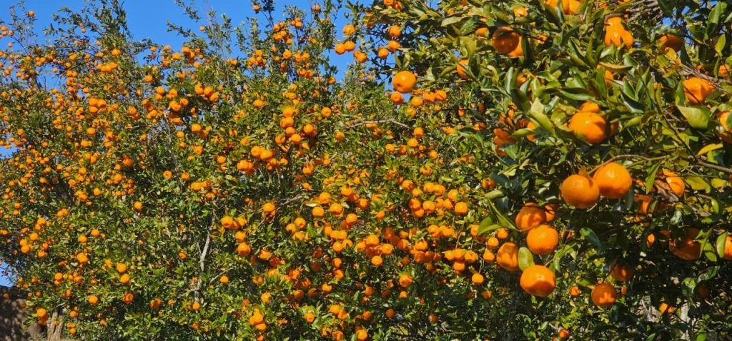 Rüsoma: A Naga village’s citrus success - Nagaland TribuneNagaland Tribune