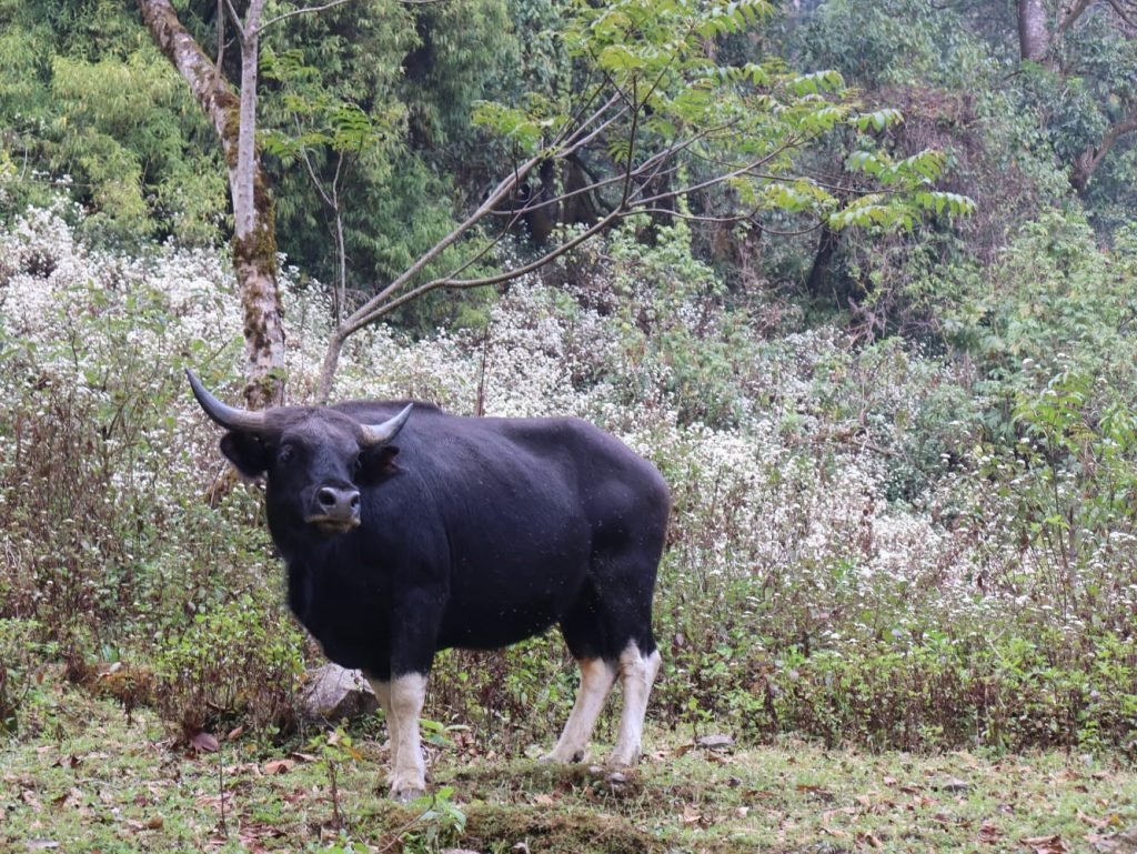 Preserving Tradition: The Rearing of Mithun in Seyochung Village ...