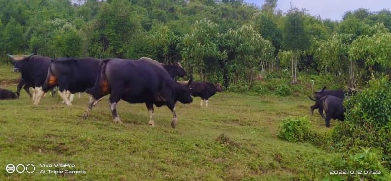 Preserving Tradition: The Rearing of Mithun in Seyochung Village ...