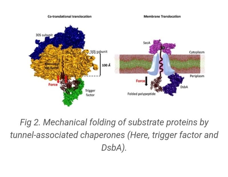 Single-molecule techniques reveal new dynamics of protein folding ...