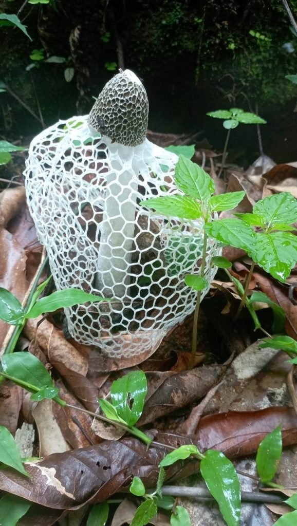 Fungi of India: A Peek into Mycelial Lifeforms - Nagaland ...