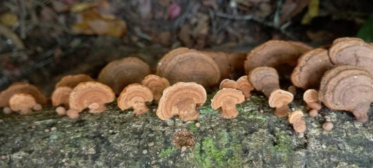 Fungi of India: A Peek into Mycelial Lifeforms - Nagaland ...