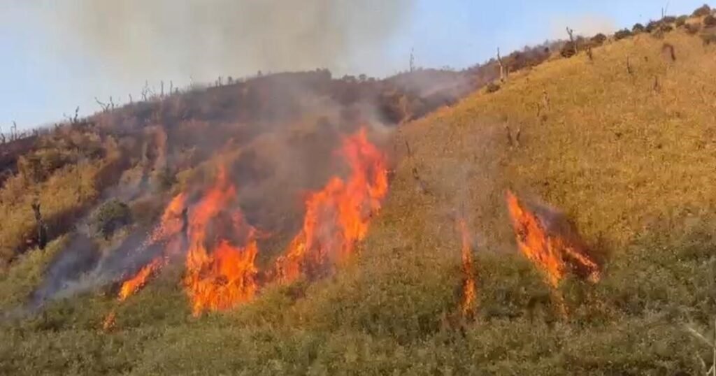 Dzükou fire: IAF helicopters to begin aerial water bombing as blaze ...